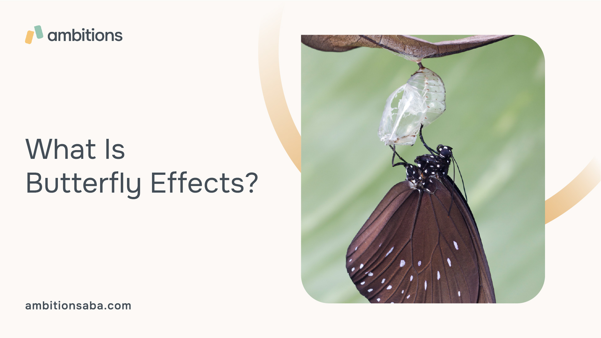 What Is Butterfly Effects?